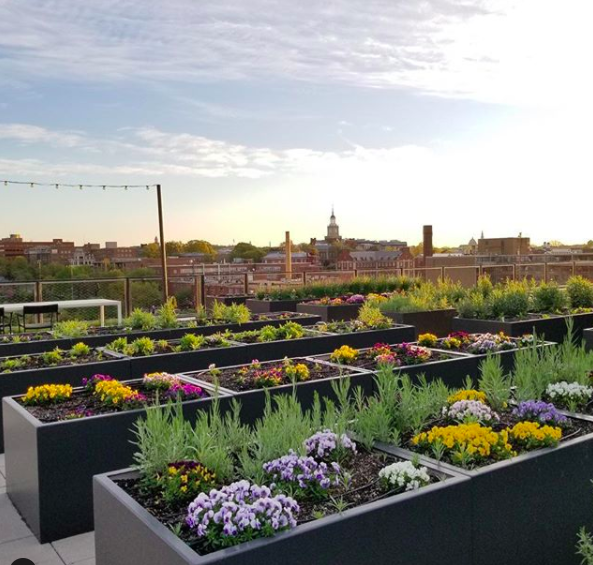 Sprouting Joy – Washington Life Magazine